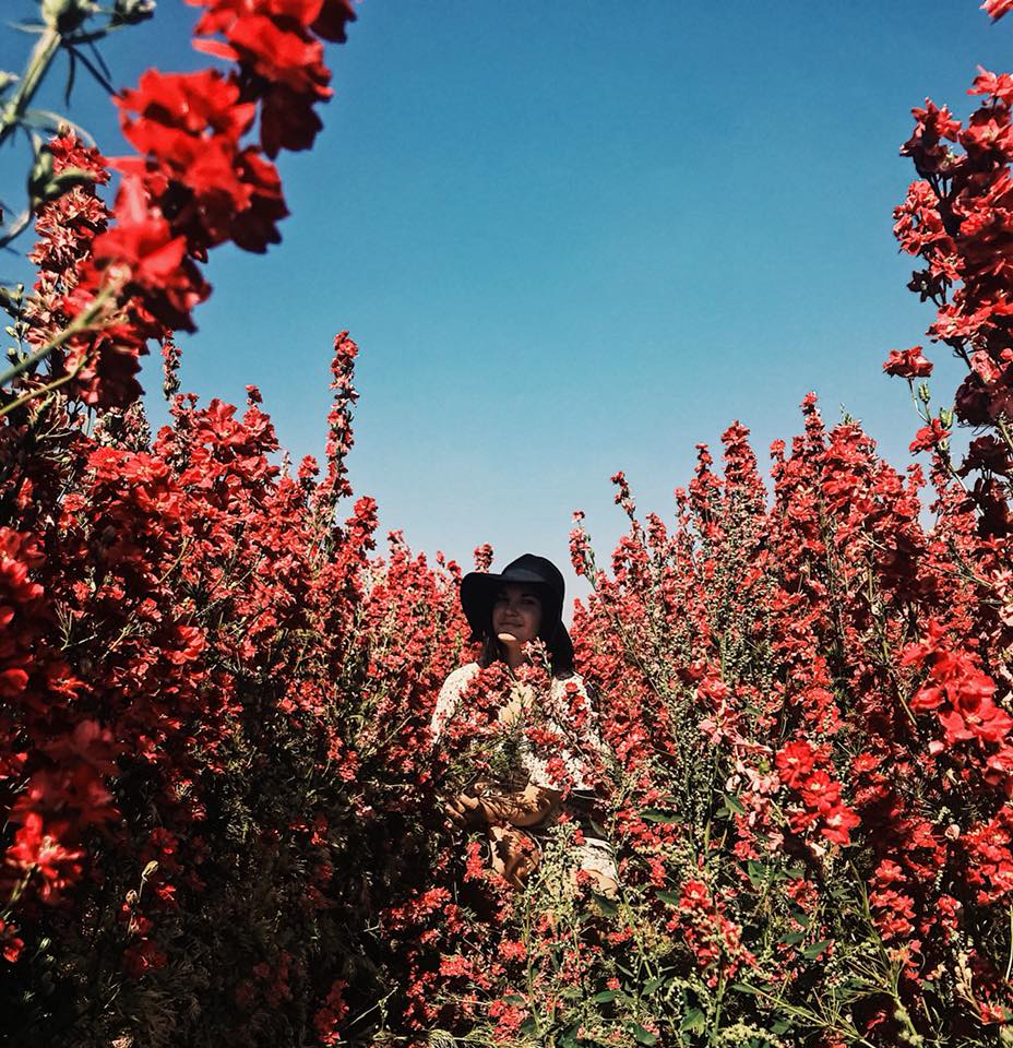 A Floral Day Out at Worcester's Confetti Fields, UK
