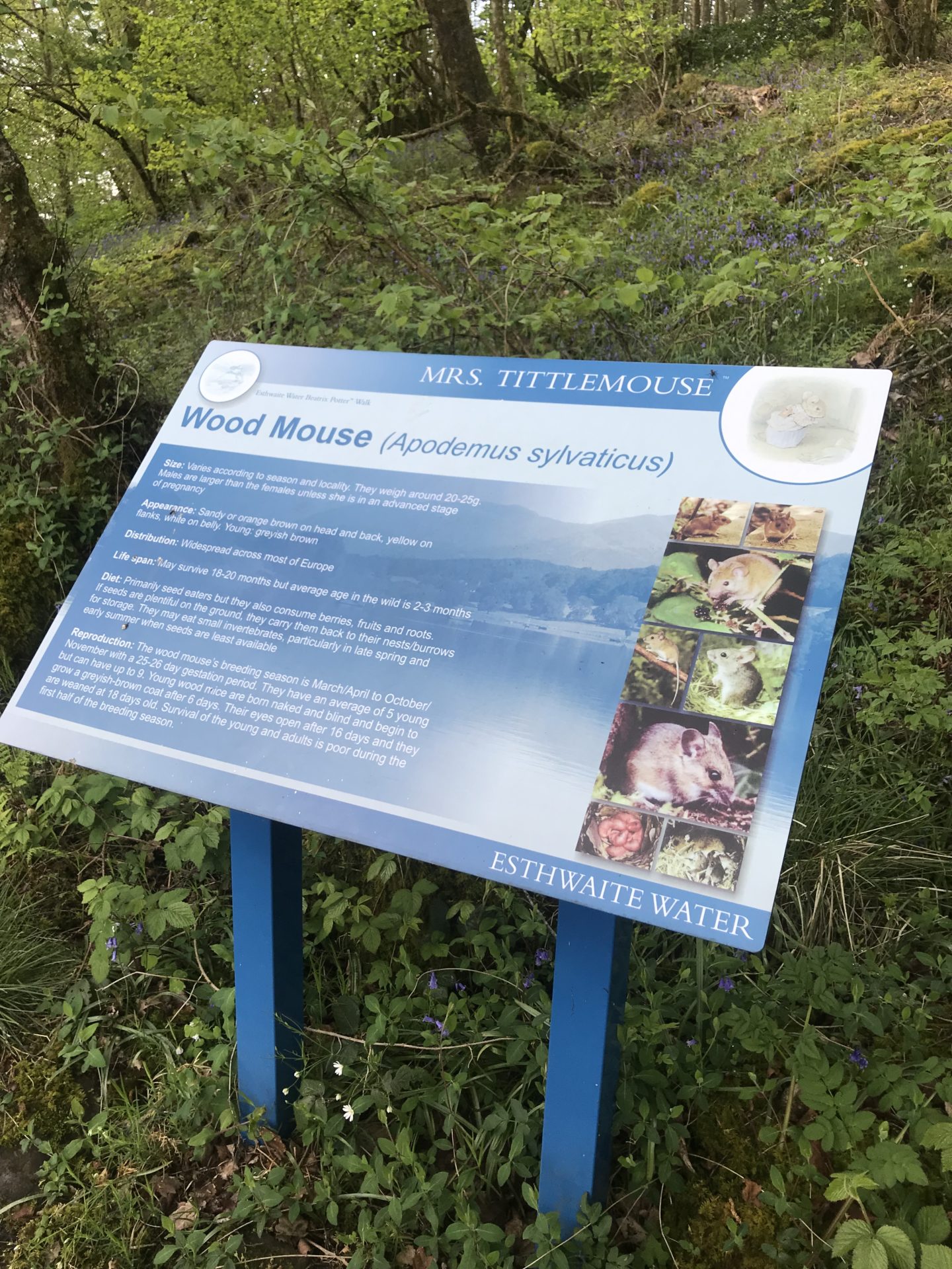 Lake District - Beatrix Potter Walk - The Millennial Runaway