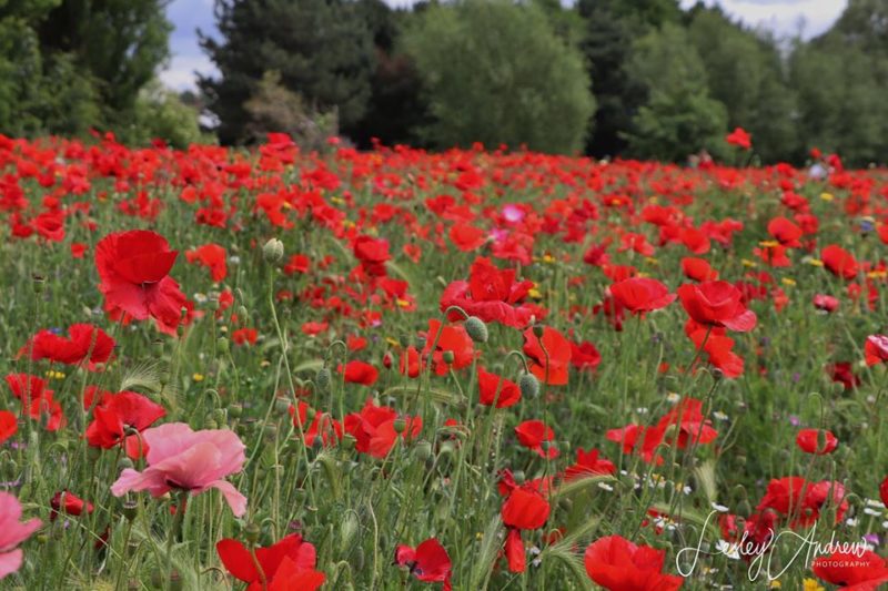 The Best Flower Fields to Visit in the South West, UK