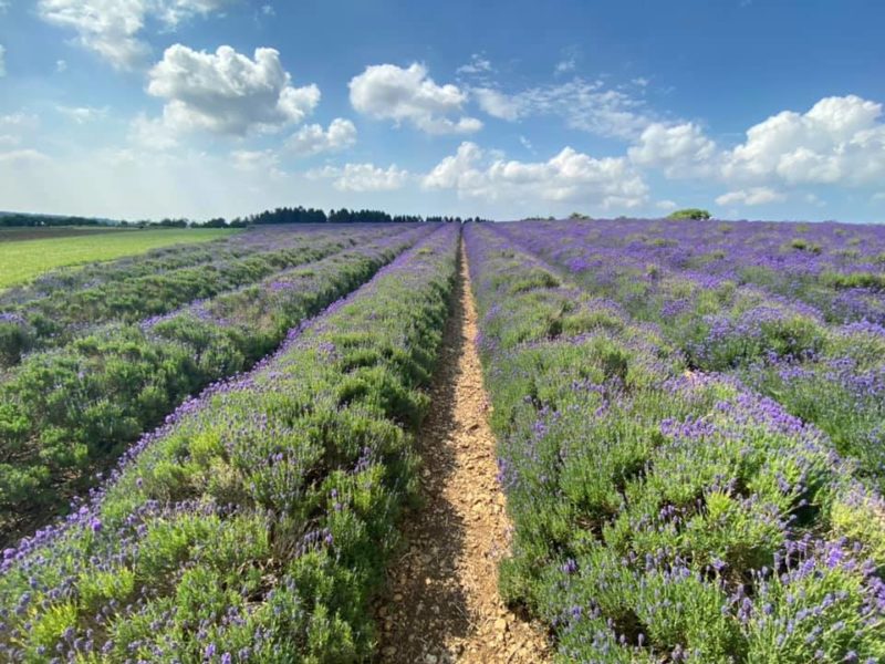 The Best Flower Fields to Visit in the South West, UK