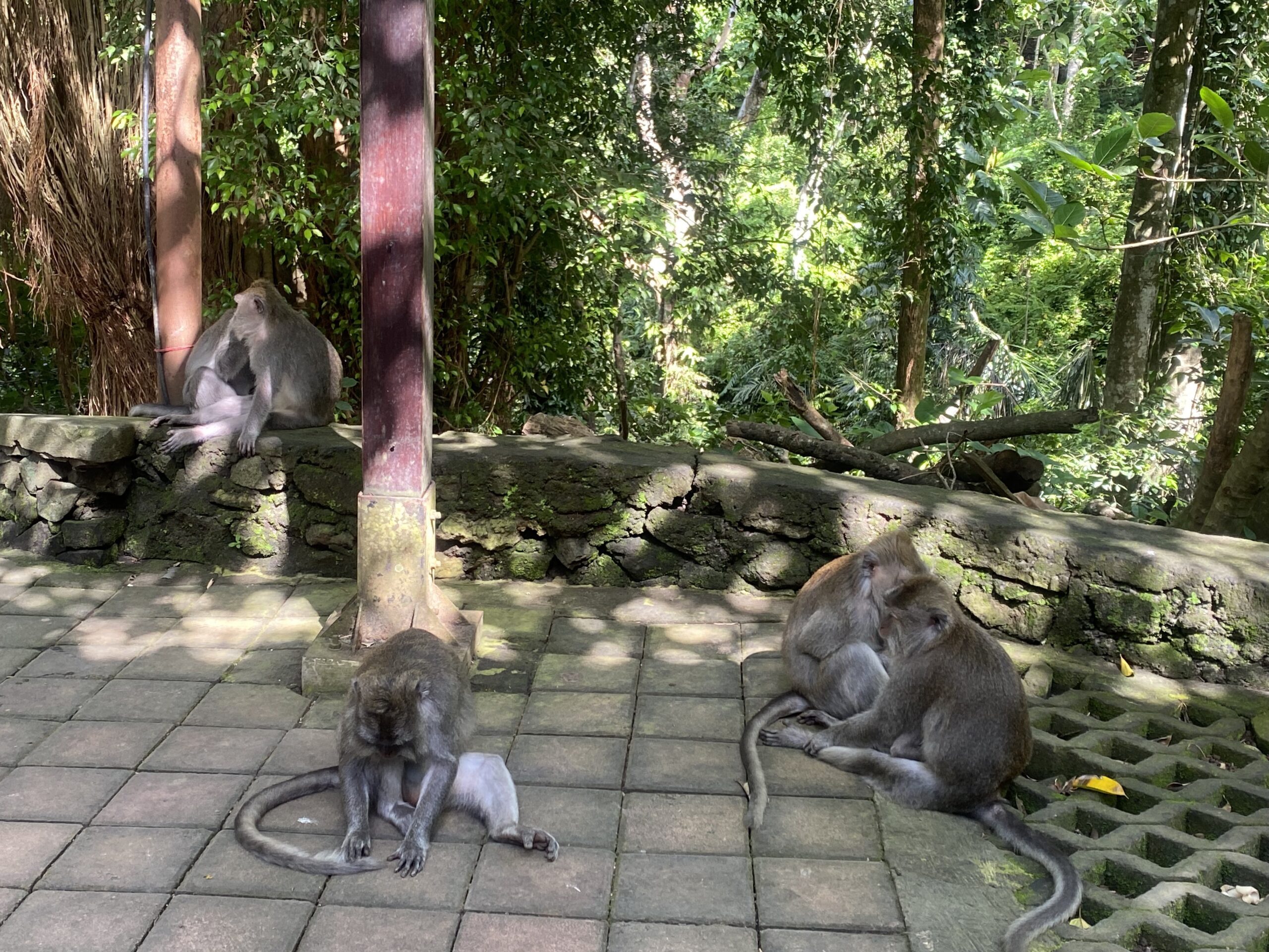 Ubud - A Guide to Bali's Cultural Epicentre and Lush Forestry
